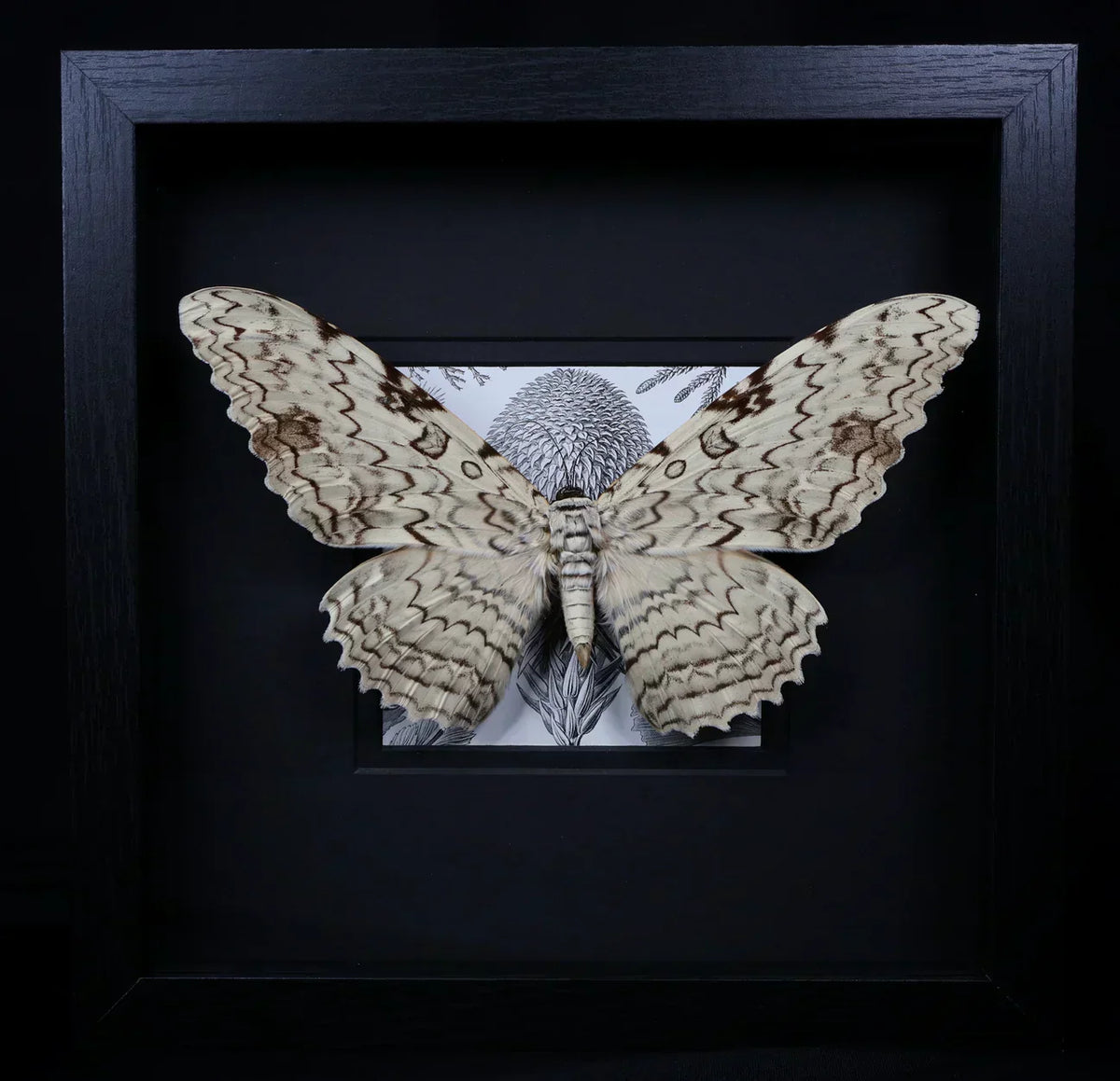 Bug of the Week: The White Witch Moth – MyMy Butterfly
