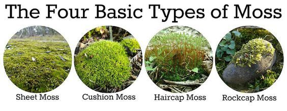 The Marvelous World of Moss – MyMy Butterfly