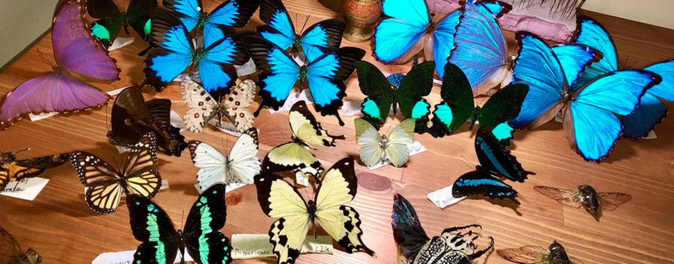 My Favorite Butterfly...not an easy answer – MyMy Butterfly