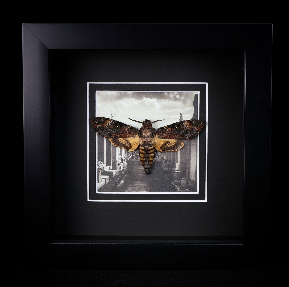 Deaths Head Hawk Moth – MyMy Butterfly