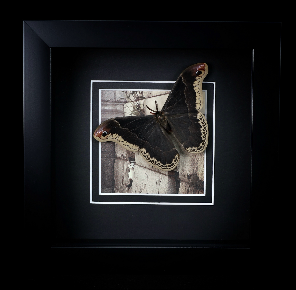 Goth Moth – MyMy Butterfly