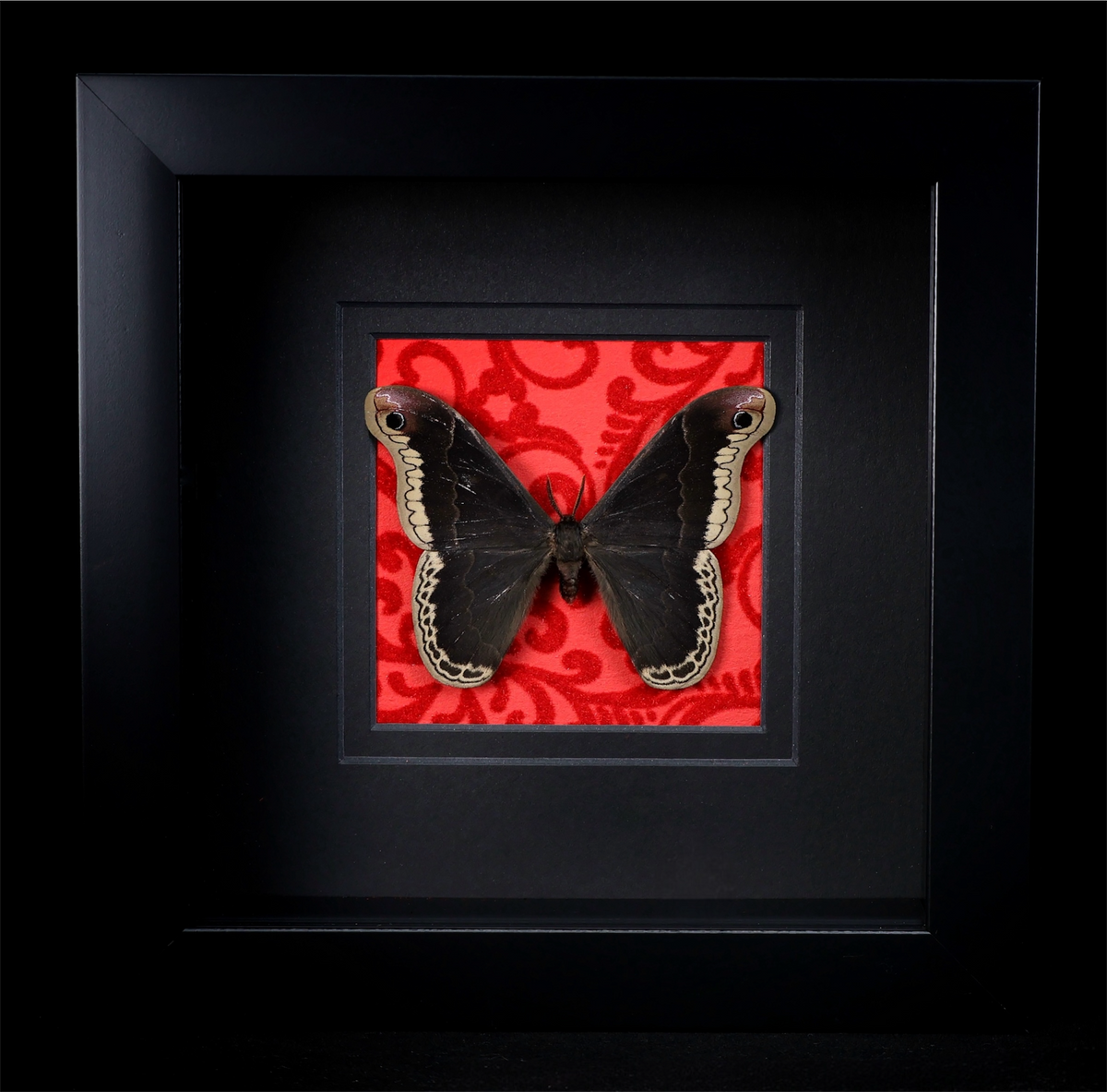 Goth Moth – MyMy Butterfly