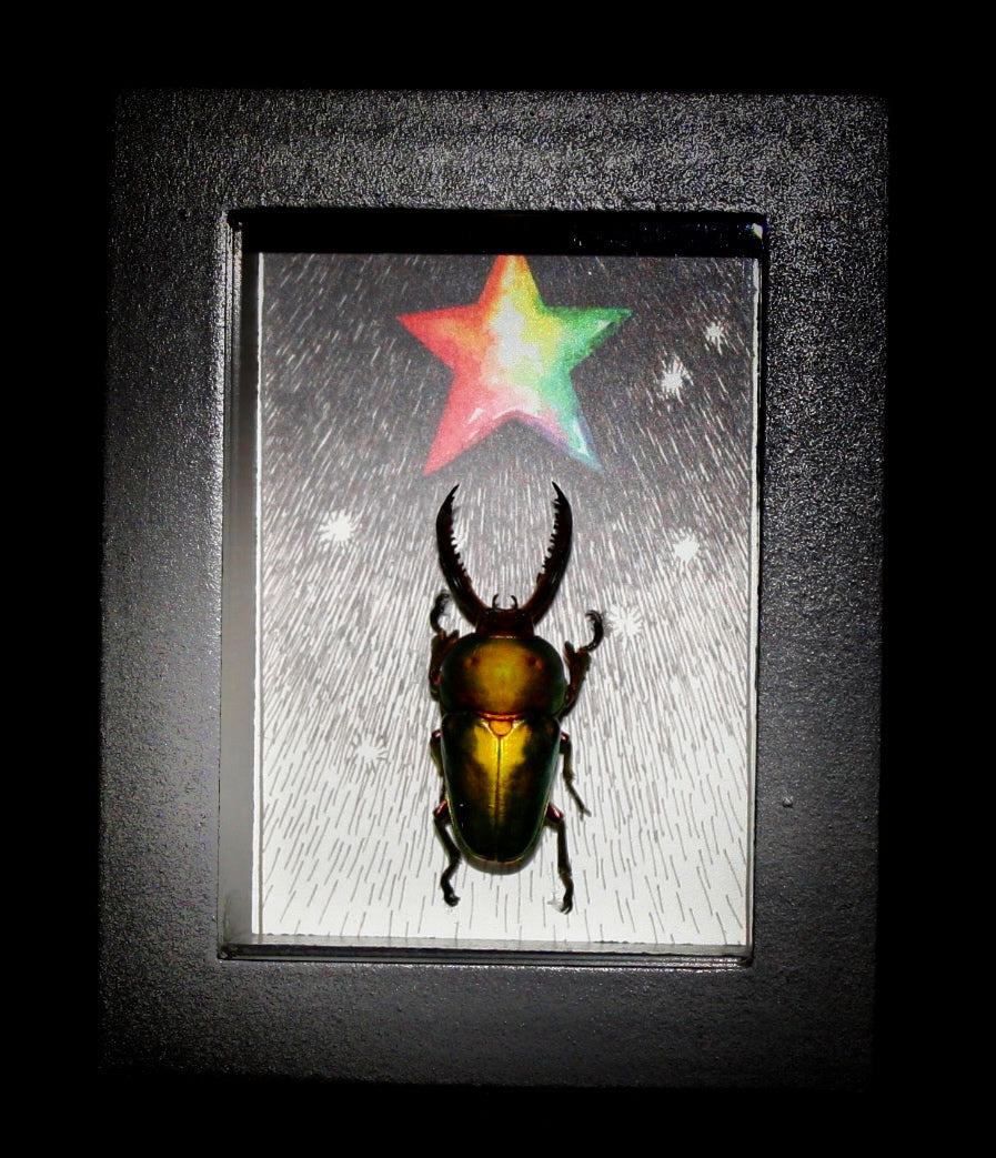 Sawtooth Stag Beetle – MyMy Butterfly