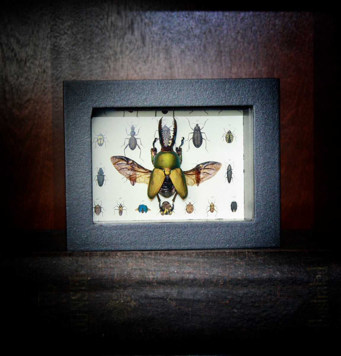 Sawtooth Stag Beetle – MyMy Butterfly