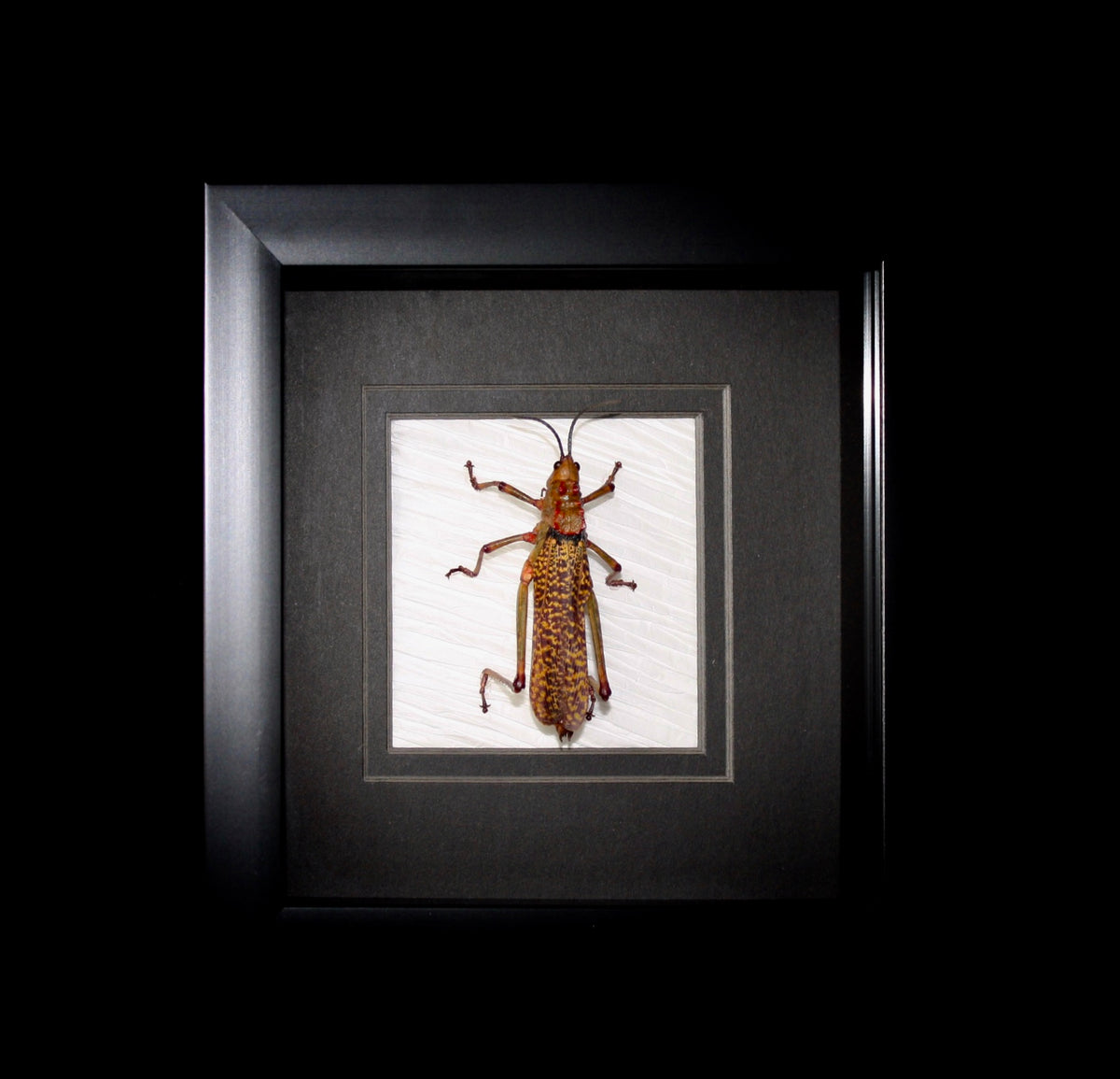 East African Bush Locust – MyMy Butterfly